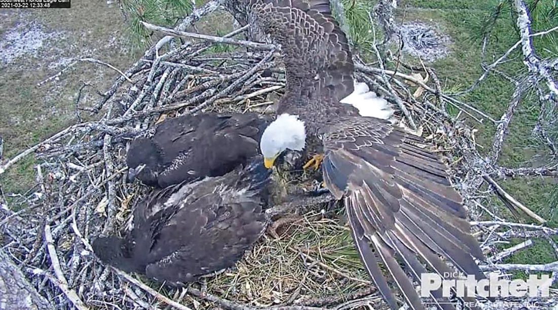 SWFL’s most famous eaglets ready to fly - Cape Coral Breeze